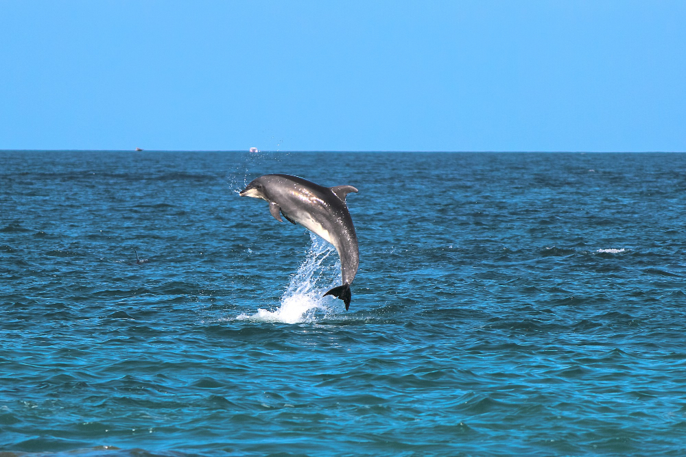 Charters - Game on Charters Batemans Bay